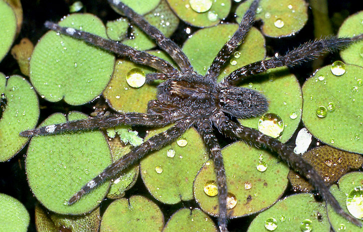 Natural History : Wandering Spiders Amazon