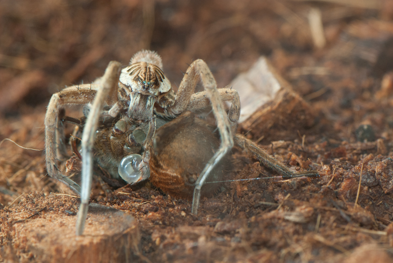 Gallery : Wandering Spiders Amazon