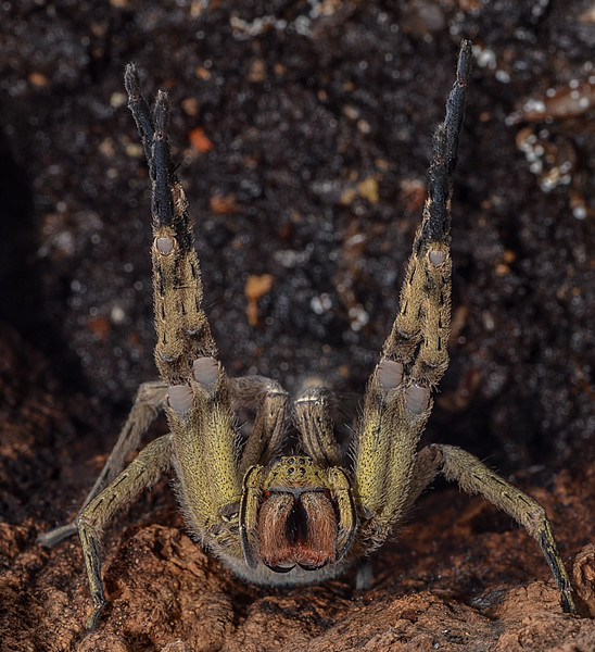 ID help! About the size of my adult hand. Found in Montezuma, Costa ...